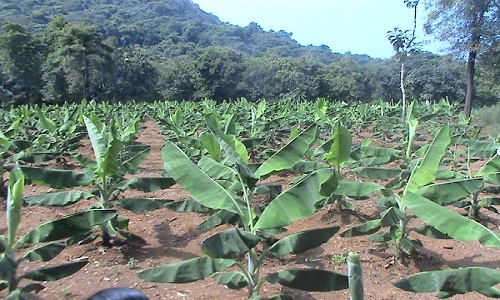 Directorate of Agriculture
