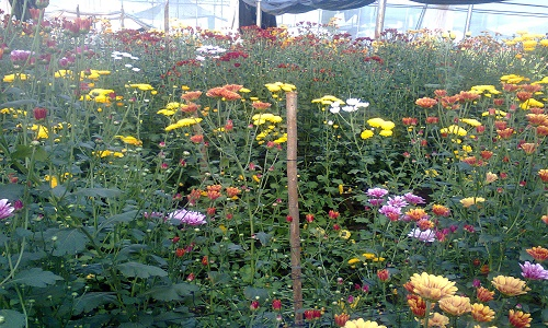 Directorate of Agriculture